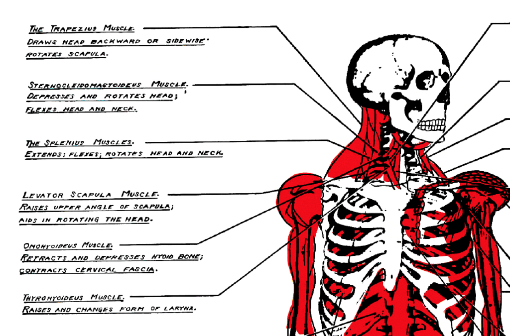 Muscle Charts (Set of 12) – Concept-Therapy Store